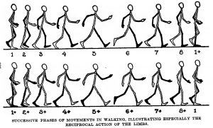 How to Draw and Animate a Person Walking or Running – Huge Guide and ...