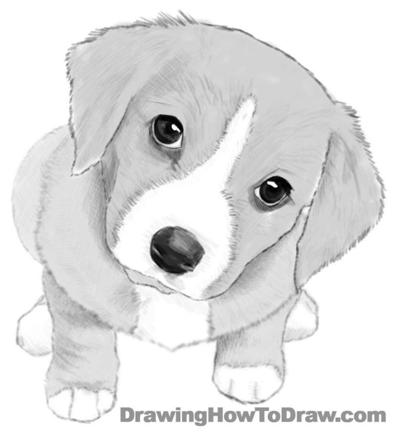How to Draw a Dog or Puppy Realistic – Easy Step by Step Drawing ...