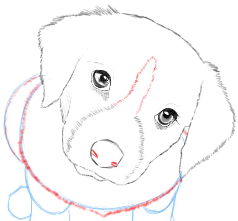 How to Draw a Dog or Puppy Realistic – Easy Step by Step Drawing ...
