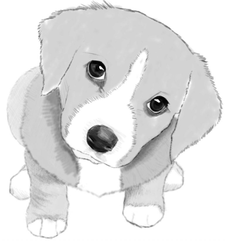 How to Draw a Dog or Puppy Realistic – Easy Step by Step Drawing ...
