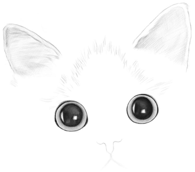 How to Draw a Cat’s Face – Realistic Portrait – Step by Step Drawing ...