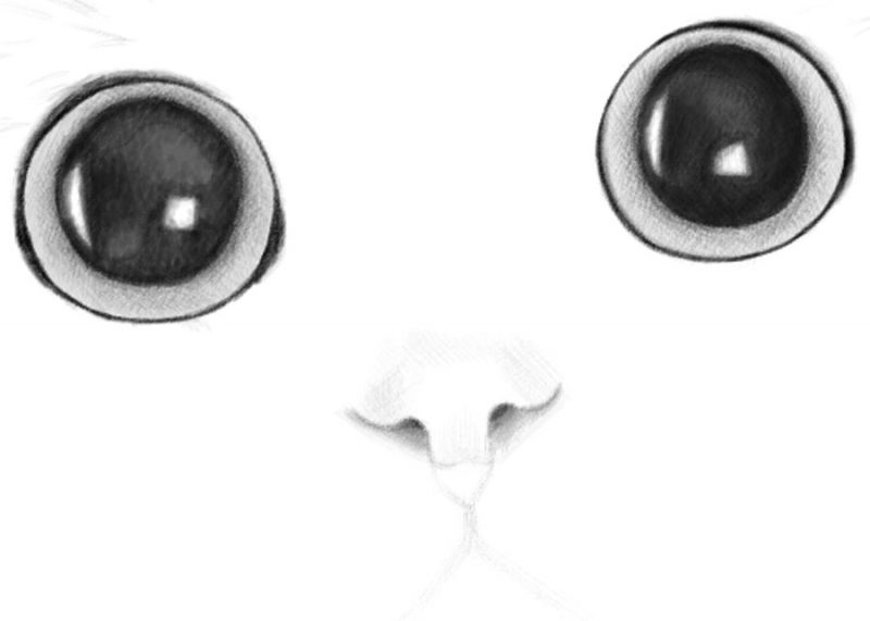How to Draw a Cat’s Face – Realistic Portrait – Step by Step Drawing ...