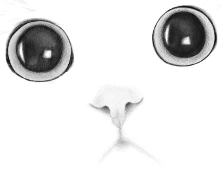 How to Draw a Cat’s Face – Realistic Portrait – Step by Step Drawing ...