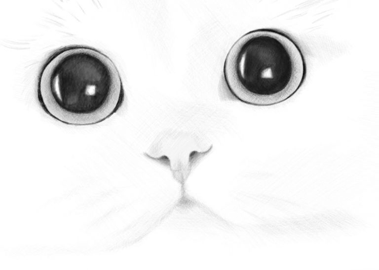 How to Draw a Cat’s Face – Realistic Portrait – Step by Step Drawing ...