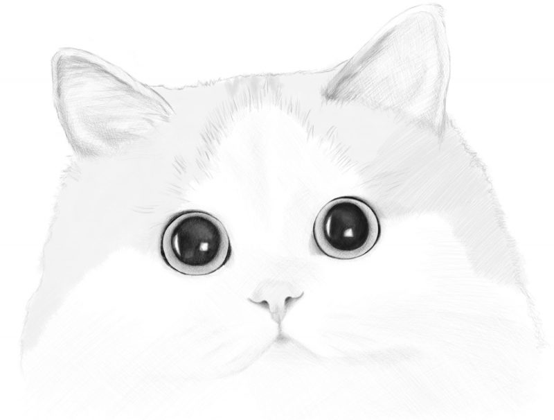 How to Draw a Cat’s Face – Realistic Portrait – Step by Step Drawing ...